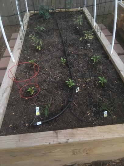 DIG 1 GPH Compensating Drippers (10-Pack) B221B - The Home Depot