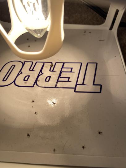 TERRO Refillable Flea Trap (2-Pack) T230VB2 - The Home Depot