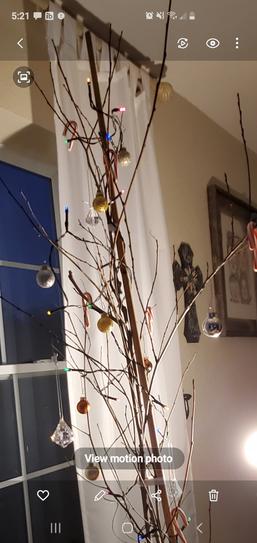 1 Gal. River Birch Multi-Trunk Shade Tree BIRDUR01G - The Home Depot