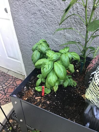 Pure Beauty Farms 1.5 Qt. Herb Plant Sweet Italian Basil in 6 In. Deco ...