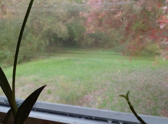 Raid Window Fly Trap (4- Pack) FTRP-RAID - The Home Depot