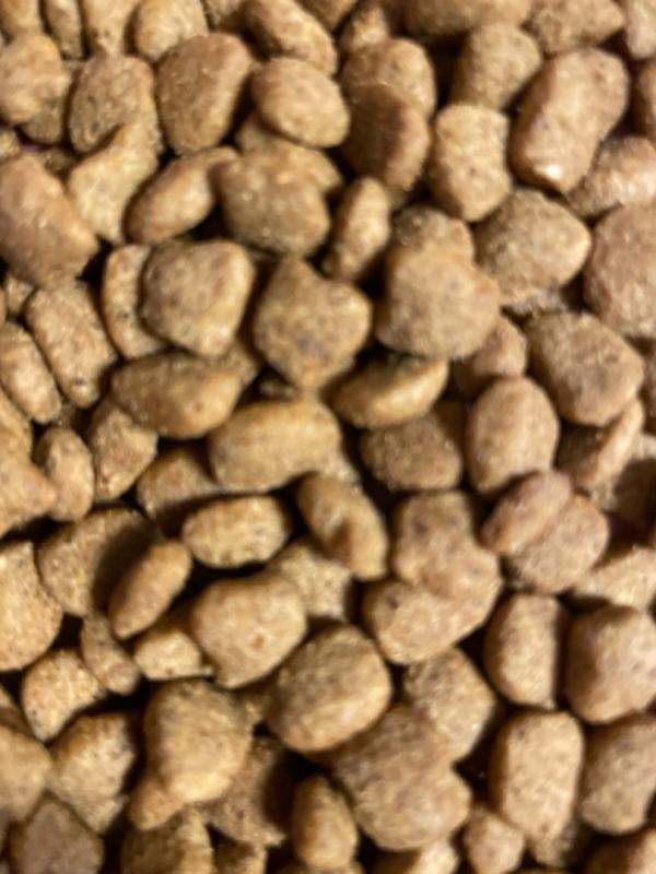 Iams Proactive Health Indoor Weight & Hairball Care Adult Dry Cat Food ...