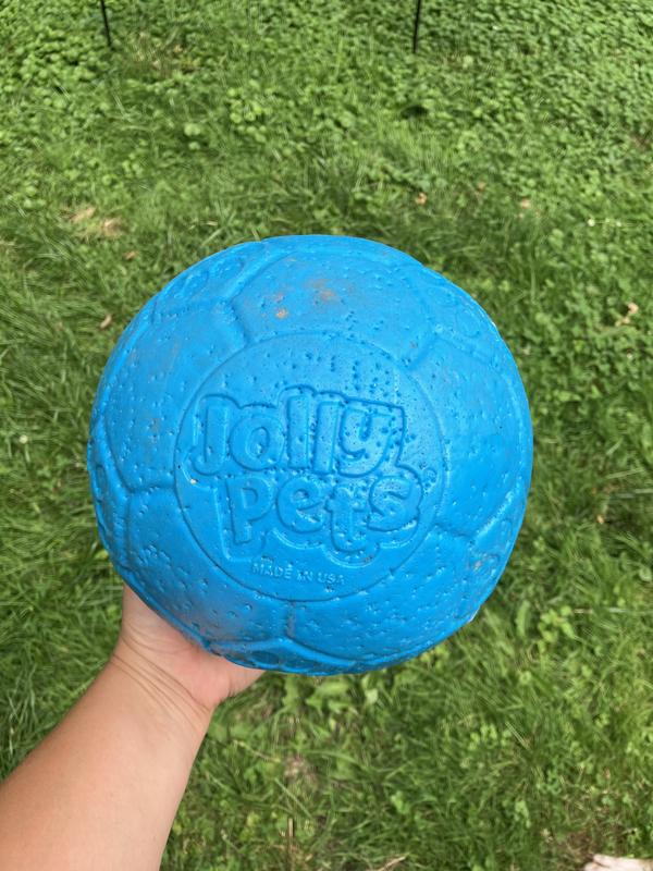 Jolly Pet Jolly Soccer Ball Assorted Dog Toy, Large | Petco