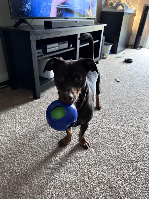 Jolly Pet Teaser Ball for Medium Dogs | Petco