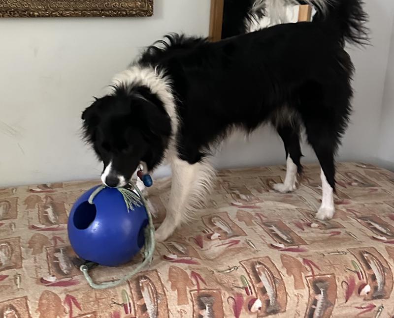 Jolly Pet Teaser Ball for Medium Dogs | Petco