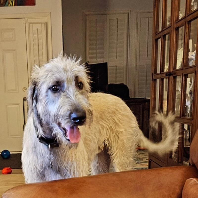 Jolly Pet Teaser Ball for Medium Dogs | Petco