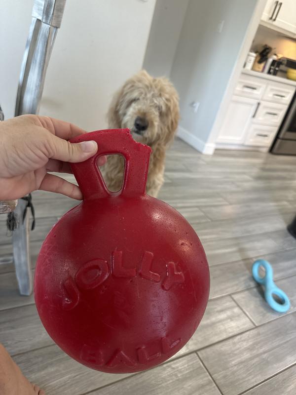 Jolly ball dog toy petco store