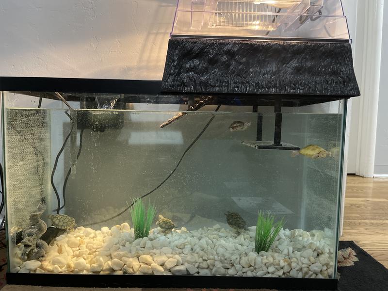 Penn Plax Reptology Life Science Turtle-Topper Above-Tank Basking ...