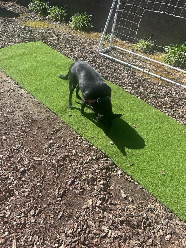 Ottomanson Putting Green Turf Rug Golf Hitting Mat 7-ft x 19-ft ...