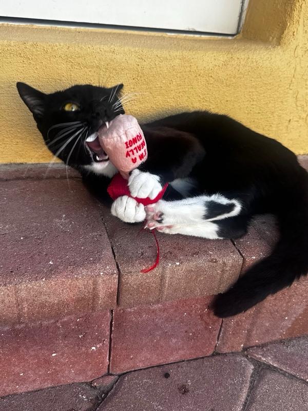 Catstages A Really Fungi Mushroom Kicker Catnip & Dental Toy | Petco