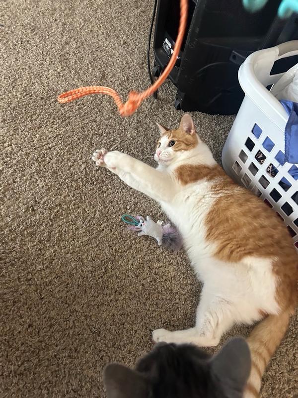 Catstages Cat-apult Spring Wand Teaser Wand Toy for Cats | Petco