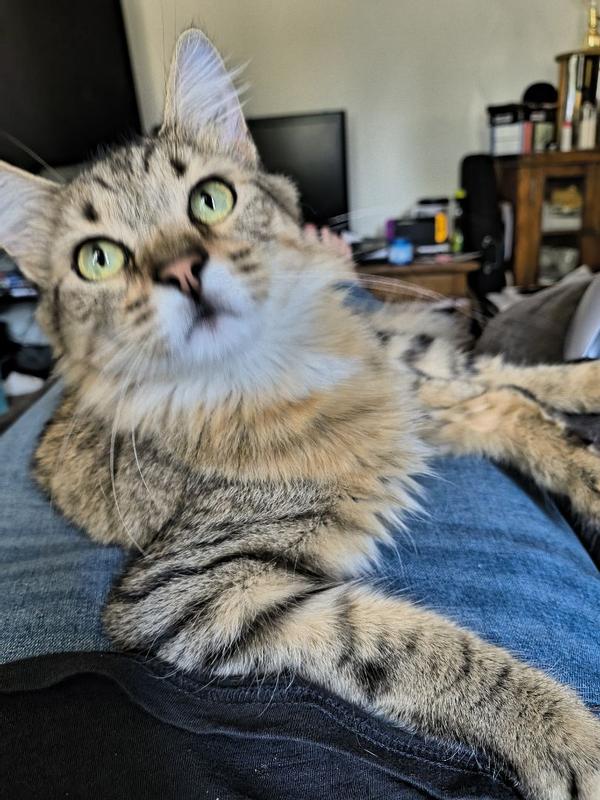 Catstages Blue Meow-smerizing Fish Bowl Cat Toy with Two Water Toys ...