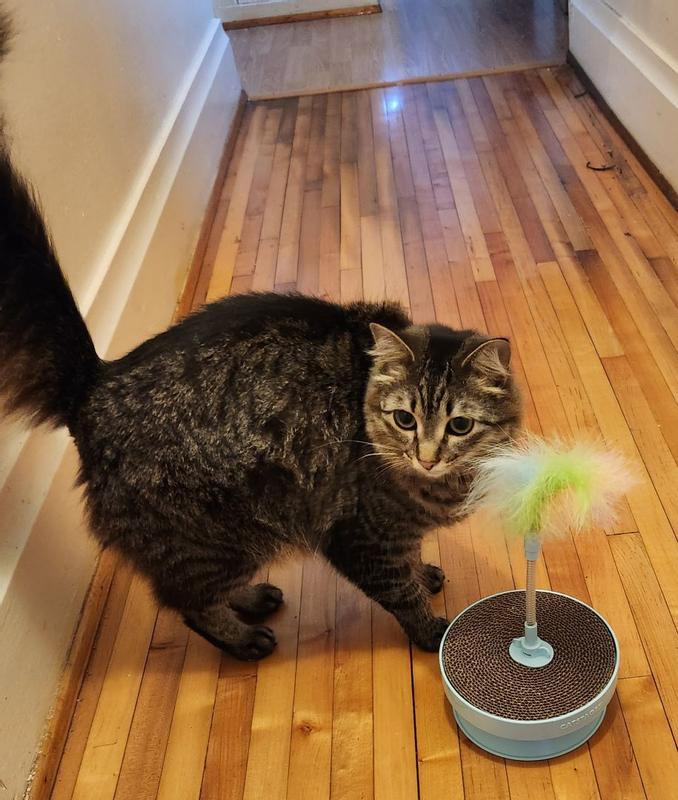 Catstages 2-in-1 Scratch & Bat Toy Cat Toy and Ball Track Topper | Petco