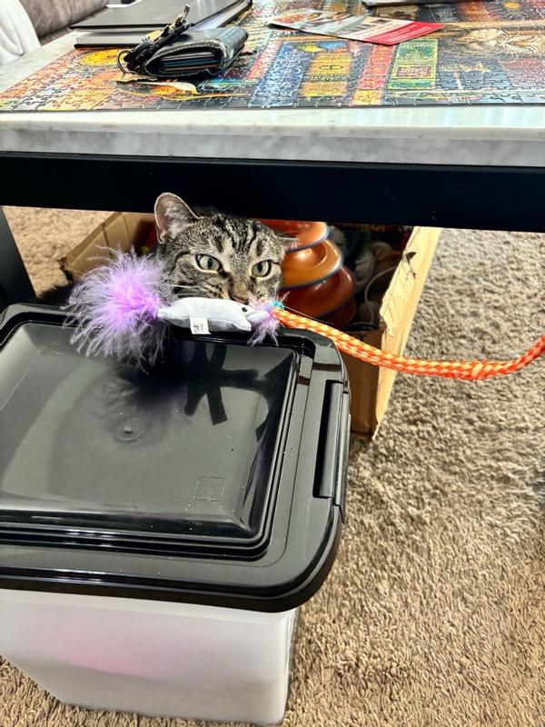 Catstages Cat-apult Spring Wand Teaser Wand Toy for Cats | Petco