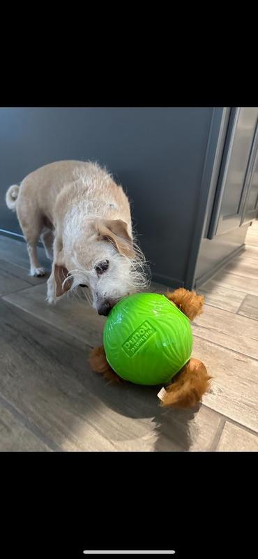 Outward Hound Nina Ottosson Snuffle N' Treat Ball Dog Toy, Small | Petco