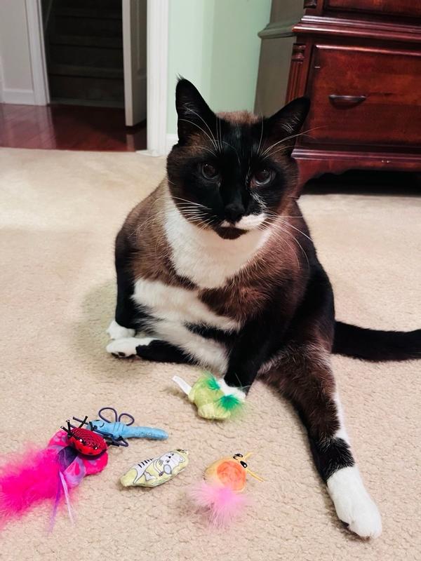 Catstages Cute As A Bug Plush Cat Toys, Pack of 6 | Petco