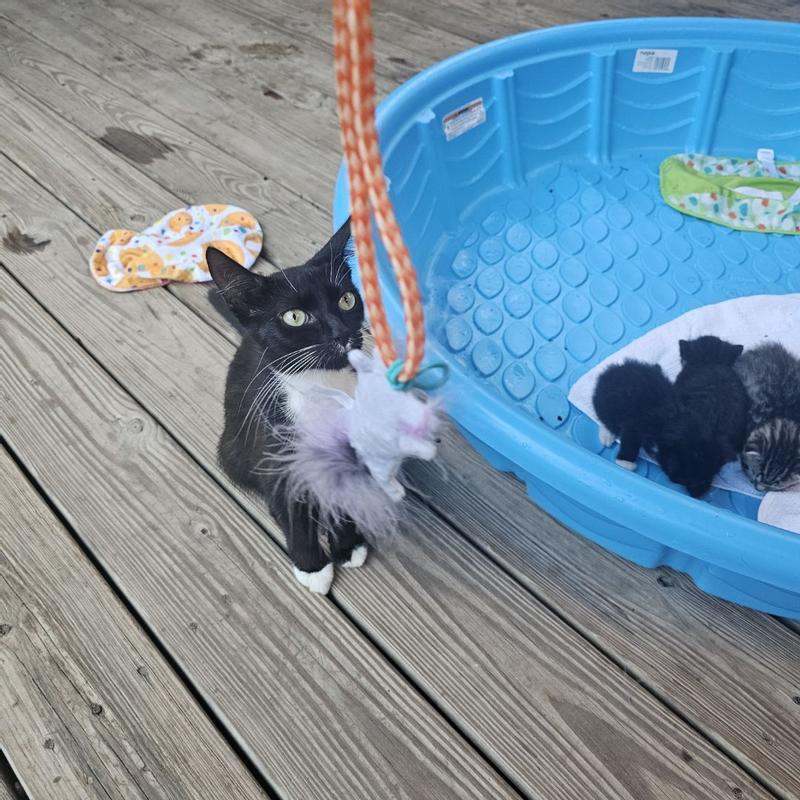 Catstages Cat-apult Spring Wand Teaser Wand Toy for Cats | Petco