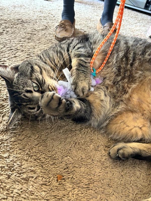 Catstages Cat-apult Spring Wand Teaser Wand Toy for Cats | Petco