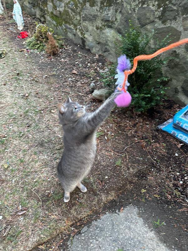 Catstages Cat-apult Spring Wand Teaser Wand Toy for Cats | Petco