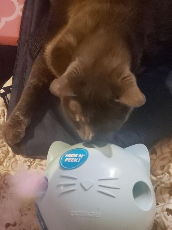 Catstages Electronic Dart N' Dash Toy and Ball Track Topper | Petco