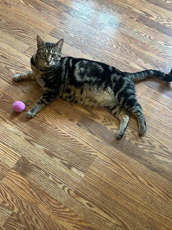 Catstages Cat-apult Spring Wand Teaser Wand Toy for Cats | Petco