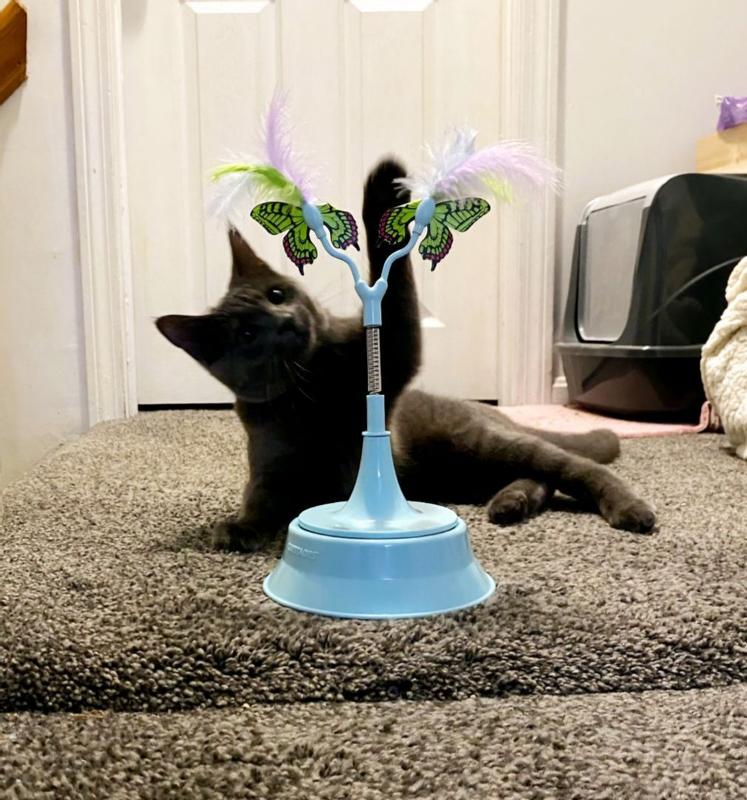 Catstages 2-in-1 Flutter Toy Cat Toy and Ball Track Topper | Petco