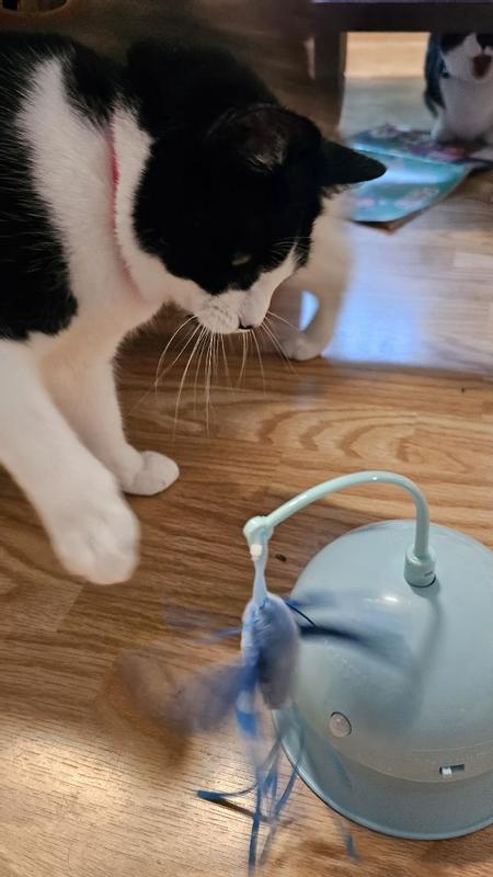 Catstages Blue 2-in-1 Electronic Flutter Dome Interactive Cat Toy and ...