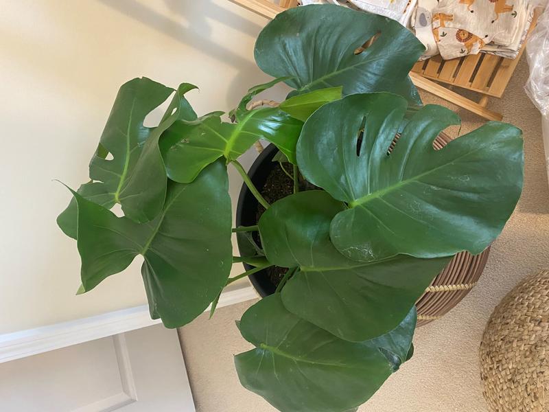 National Plant Network Monstera House Plant in 10-in Pot LW7670 at ...