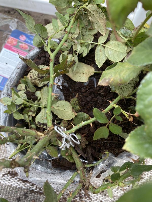 Altman Plants Multicolor True Bloom Sincerity Rose 8-Quart in Pot ...