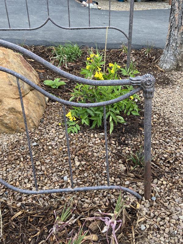 Costa Farms Yellow Tecomaria Esperanza Flowering Shrub in 2-Gallon Pot ...