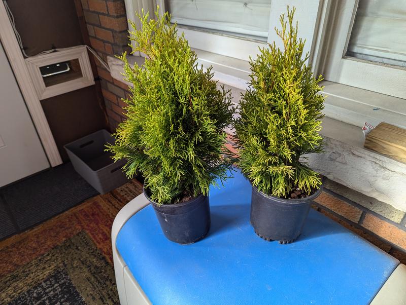 Janed Gold Arborvitae Feature Shrub in 2.5-Quart Pot O883101 at Lowes.com