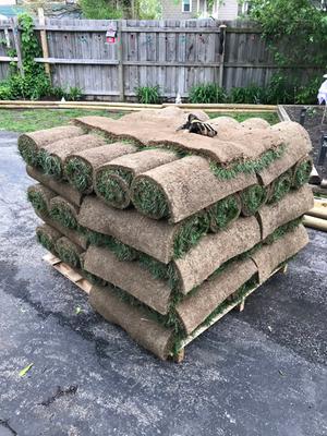 Harmony Outdoor Brands 500-sq ft Natural Bluegrass Sod Pallet ...