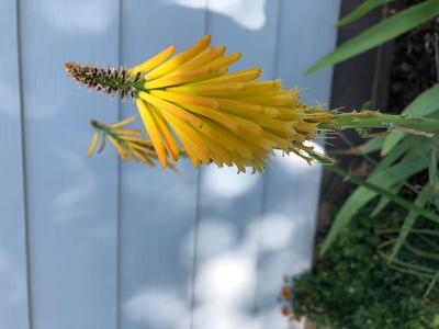 Monrovia Multicolor Red Hot Poker Plant in -Quart Pot 1.0 -Pack in the ...