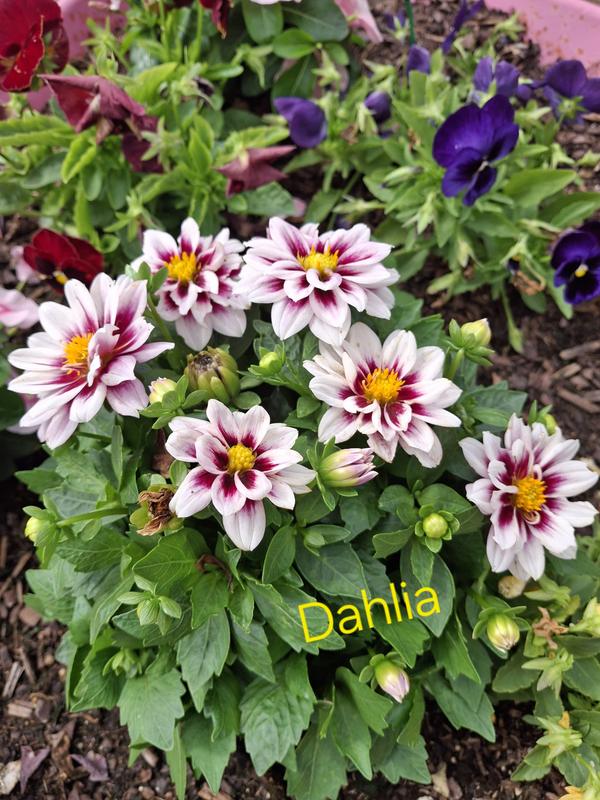 Lowe's 1.5 Pint Multicolor Dahlia 1 -Pack - Low Maintenance in the ...