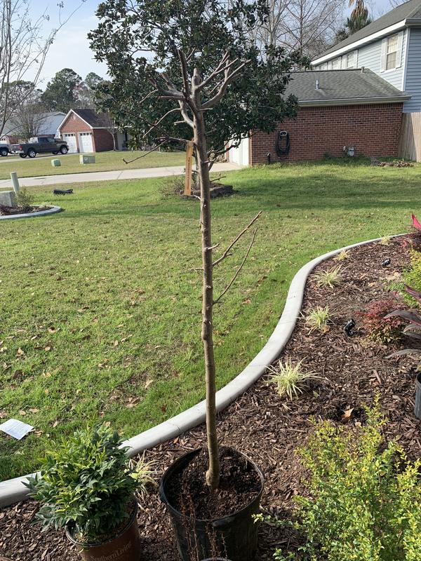 Southern Planters 7-Gallons Pink Flowering Floribunda Crabapple In Pot ...