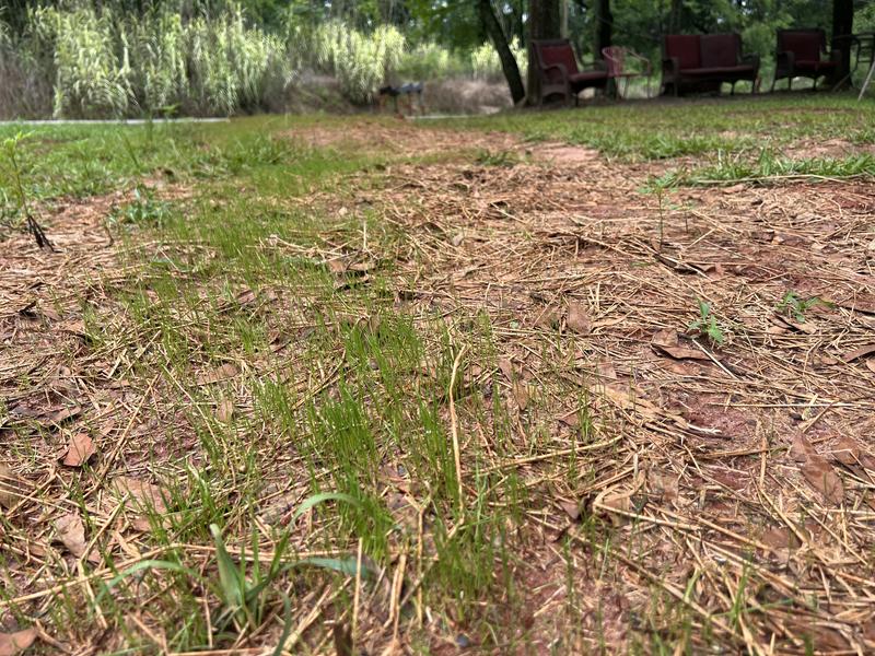 Scotts Turf Builder Quick Fix Mix 3-lb Mixture/Blend Grass Seed 18272 ...