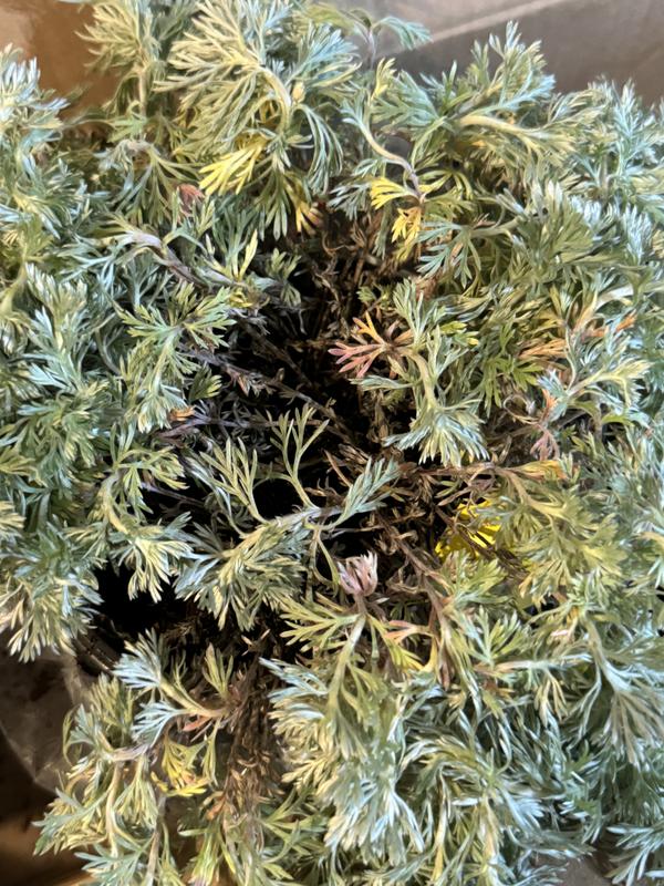 Breck's Silver Mound Plant in 1-Gallon Pot 89448 at Lowes.com