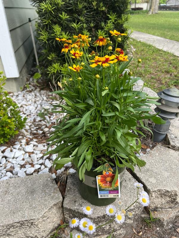 Monrovia Multicolor Coreopsis Plant in 1 -Gallon Pot 1 -Pack in the ...