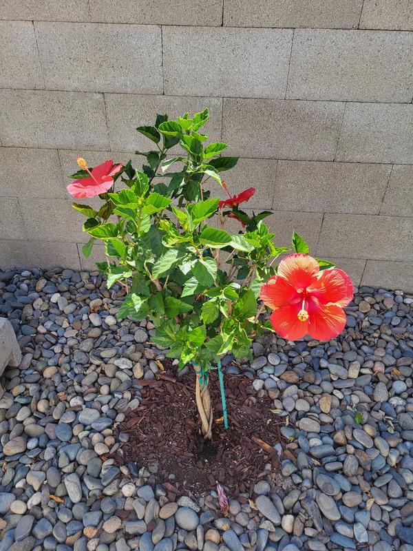 National Plant Network Multicolor Hibiscus Fiesta Braided Tree in 2 ...