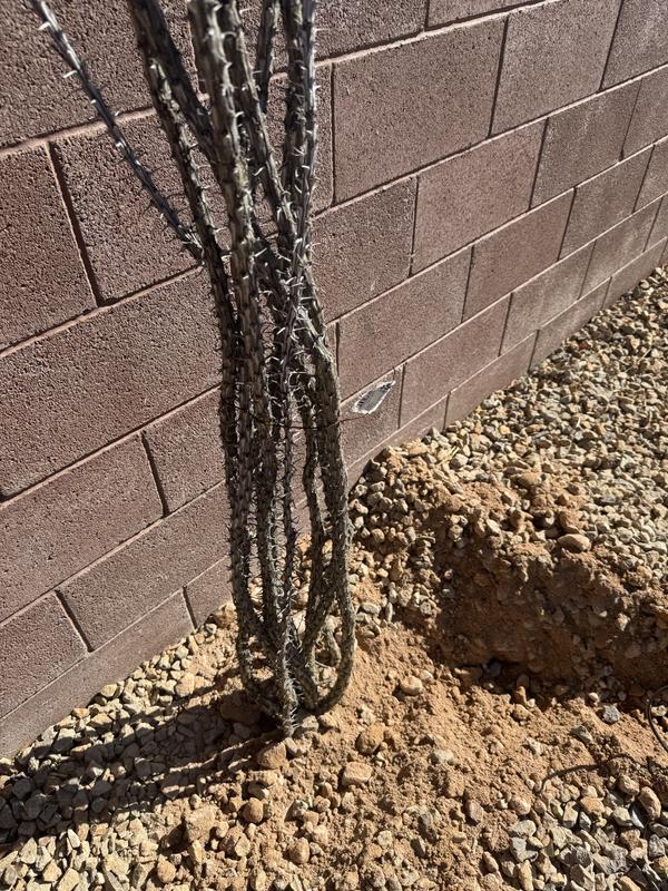 Lowe's Red Ocotillo Feature Shrub In Pot (With Soil) NURSERY at Lowes.com