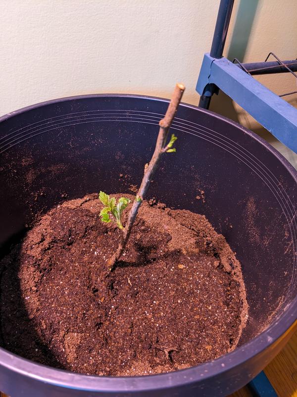 Garden State Bulb RASPBERRY LATHAM 1-PK PBS 07947 at Lowes.com