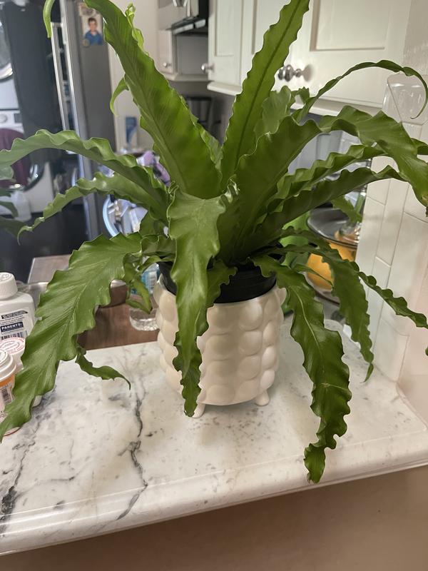 LiveTrends Spring Boho House Plant in 36-oz Pot ASB05764 at Lowes.com