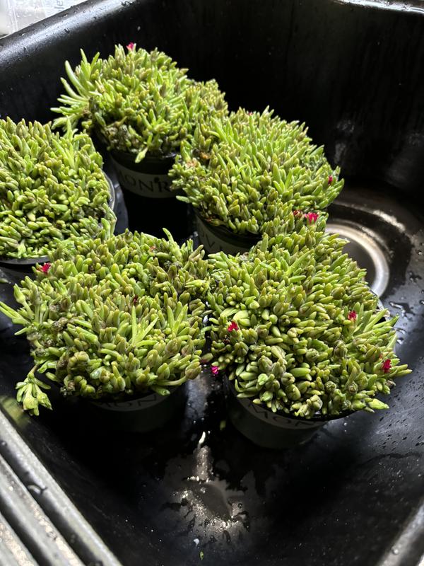 Monrovia Red Ice Plant in 1-Quart Pot 5-Pack 78500 at Lowes.com