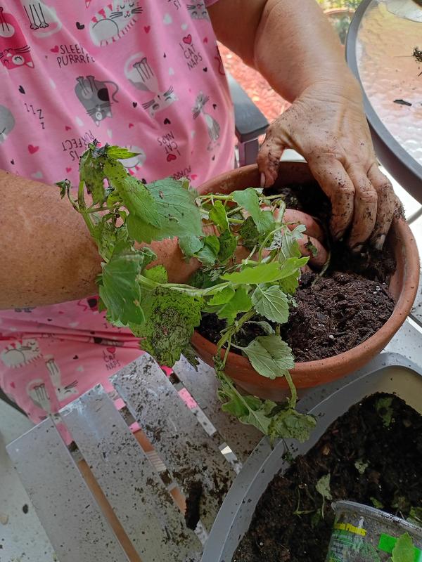 Shop Bonnie Plants Pet-Friendly Herb Garden: Catnip, Pet Grass & Sweet ...