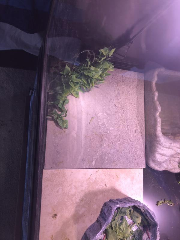 Style Selections Ridgemont Silver 12-in x 24-in Glazed Porcelain Stone ...