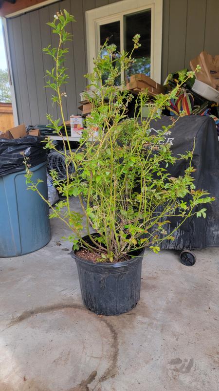 Southern Planters 7 -Gallon Sweetheart Hybrid Blueberry Feature Shrub ...