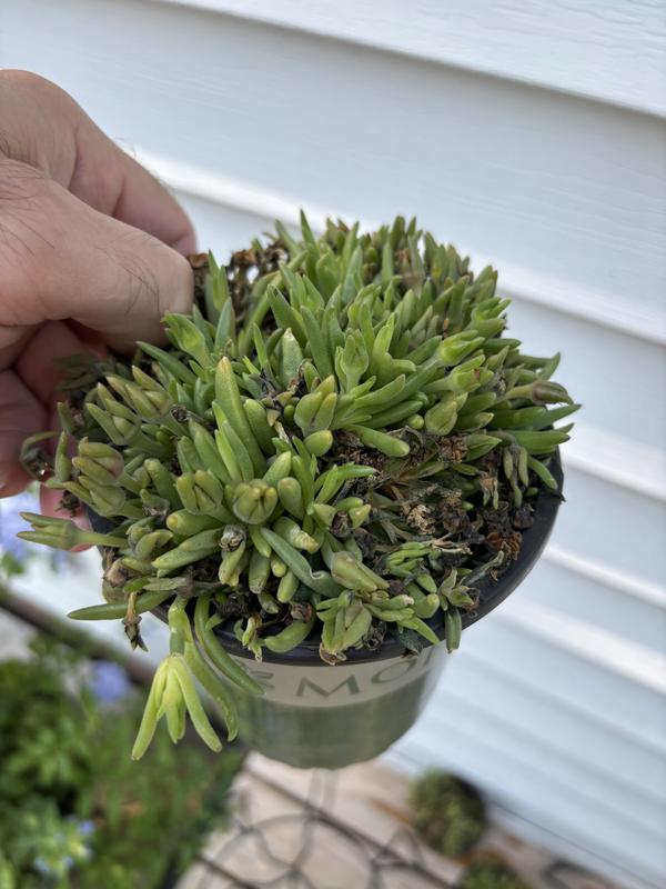 Monrovia Red Ice Plant in 1-Quart Pot 5-Pack 78500 at Lowes.com