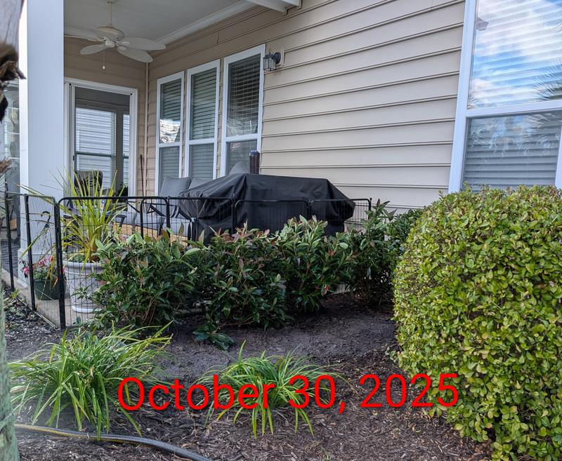 Southern Living Plant Collection Coppertop Sweet Viburnum Foundation ...