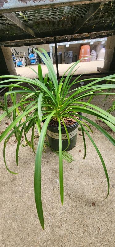 Monrovia Little Rev Flax Lily P18504 Plant in 1-Gallon Pot 098271S at ...