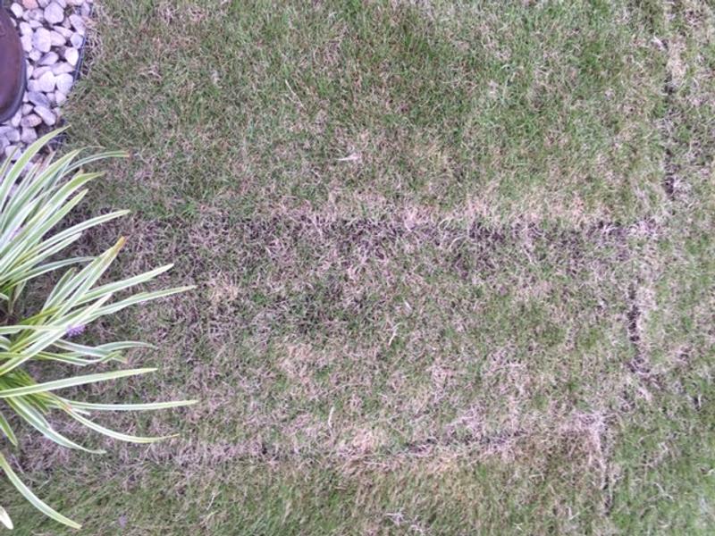 Harmony Outdoor Brands 500-sq ft Natural Zoysia Sod Pallet ZOYS500DCOM ...